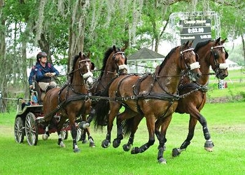 Chester Weber and Andre Thieme win at Live Oak in driving and jumping