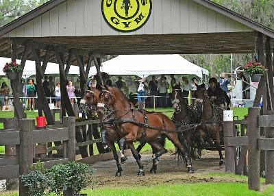 Chester Weber and Andre Thieme win at Live Oak in driving and jumping