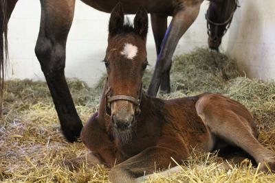 Foal watching through live foal cams is back