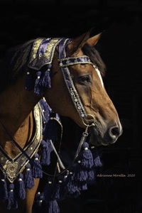 Adrienne Morella's passion for art and animals shows in her gorgeous ...