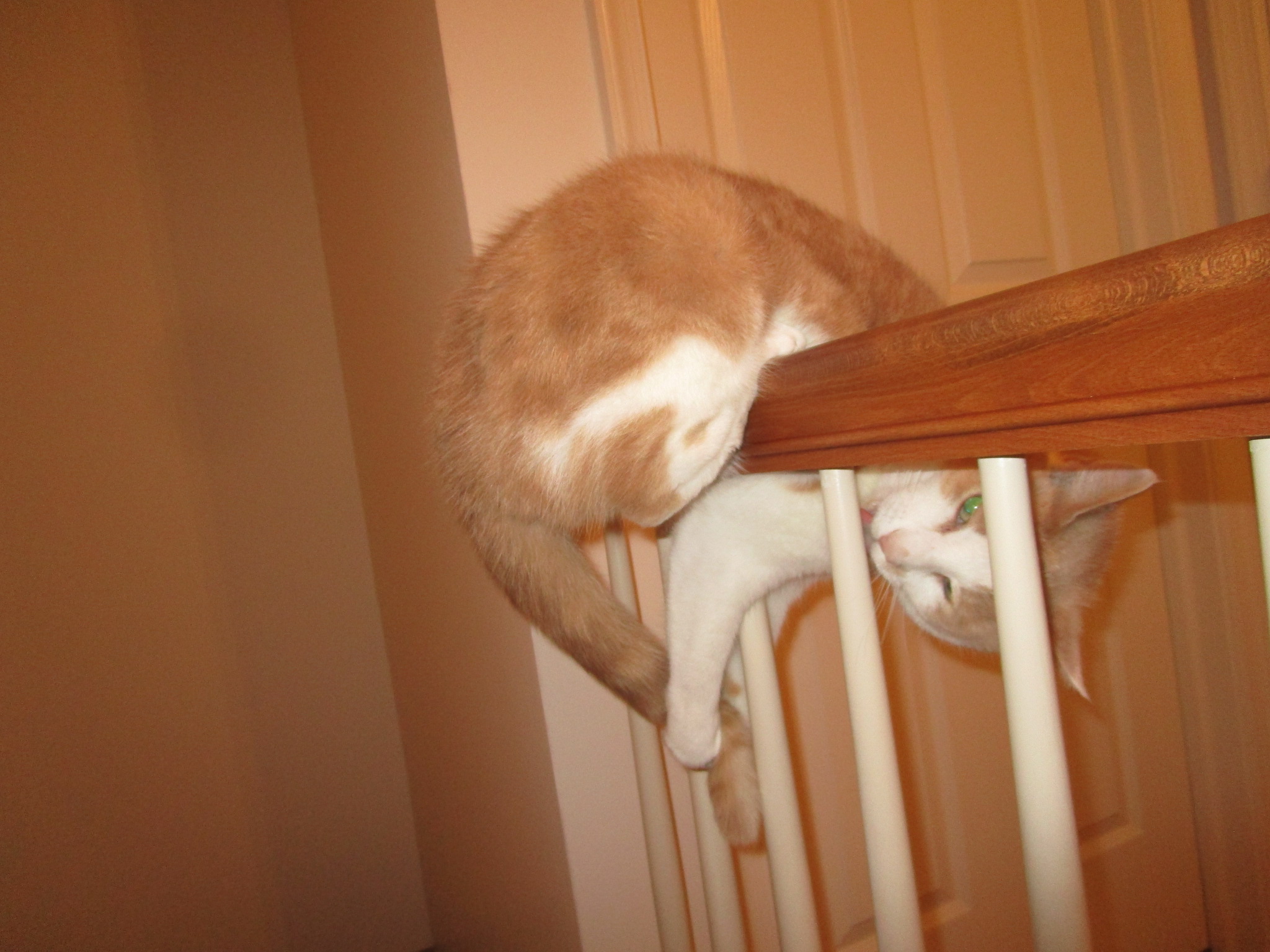 Honorable Mention Pet Photos 5