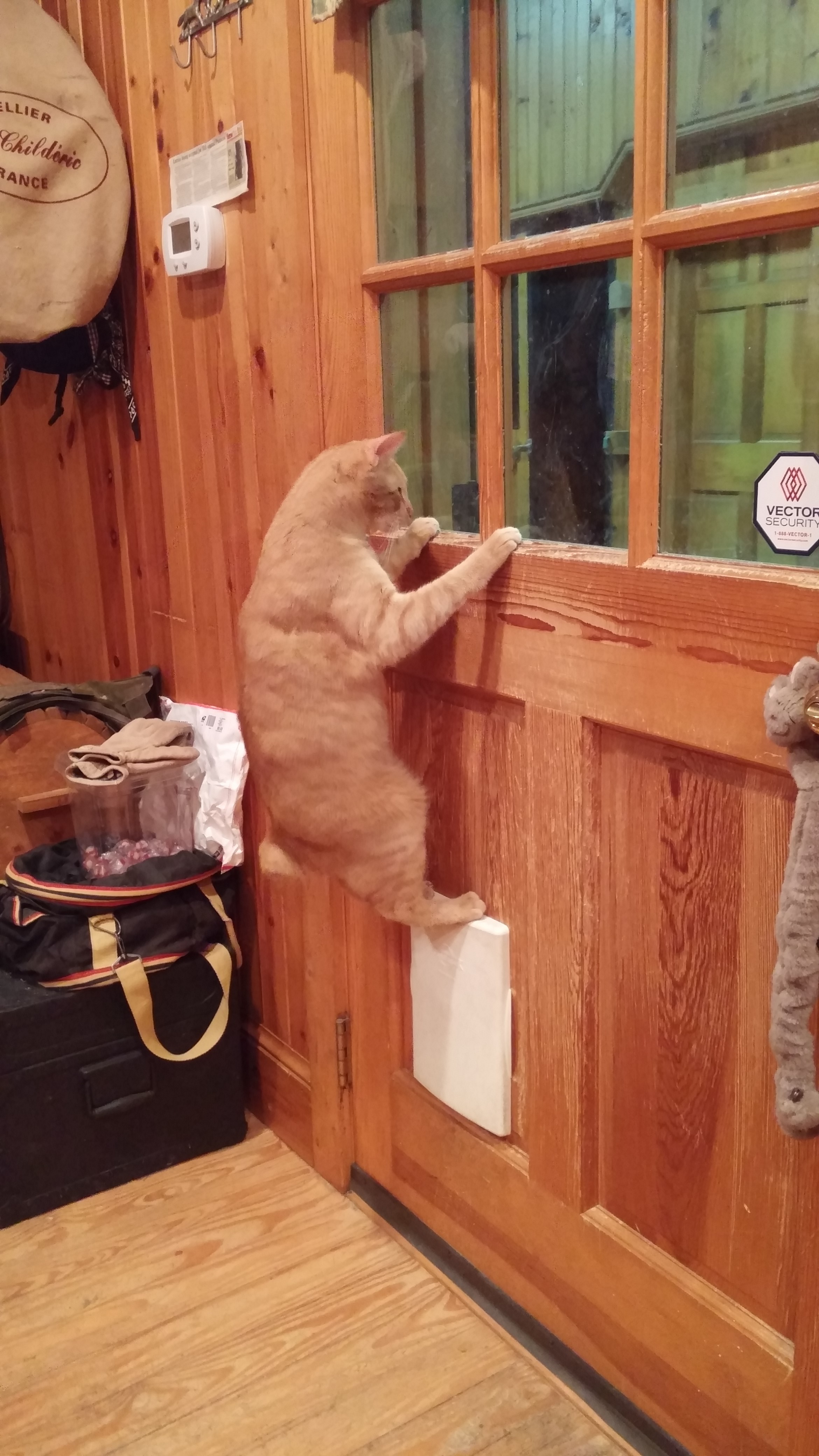 Honorable Mention Pet Photos 14