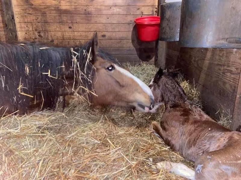 Leslie Kearns placed second in Pets