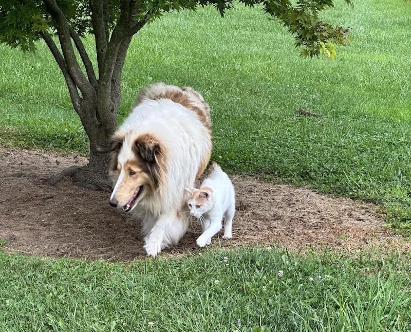 Pets Photo second place winner is Cheryl Allerton